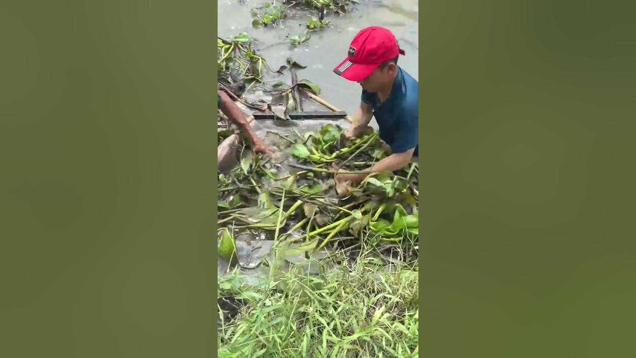 Amazing eel trapping skills to catch a lot of giant eels fish 👏 #fishing - YouTube