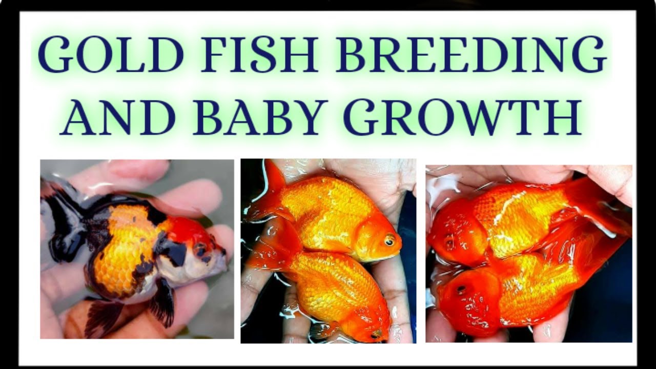 GOLD FISH BREEDING AND BABY GROWTH - YouTube