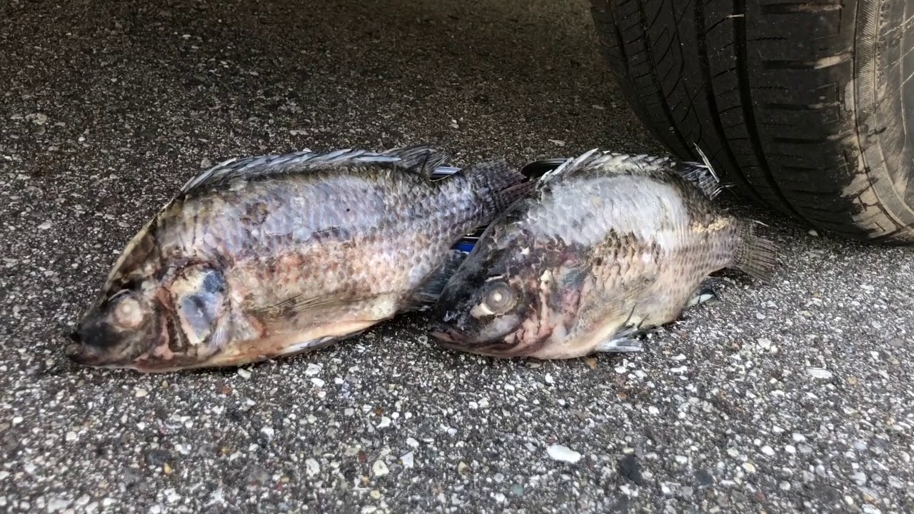EXPERIMENT CAR VS FISH - YouTube
