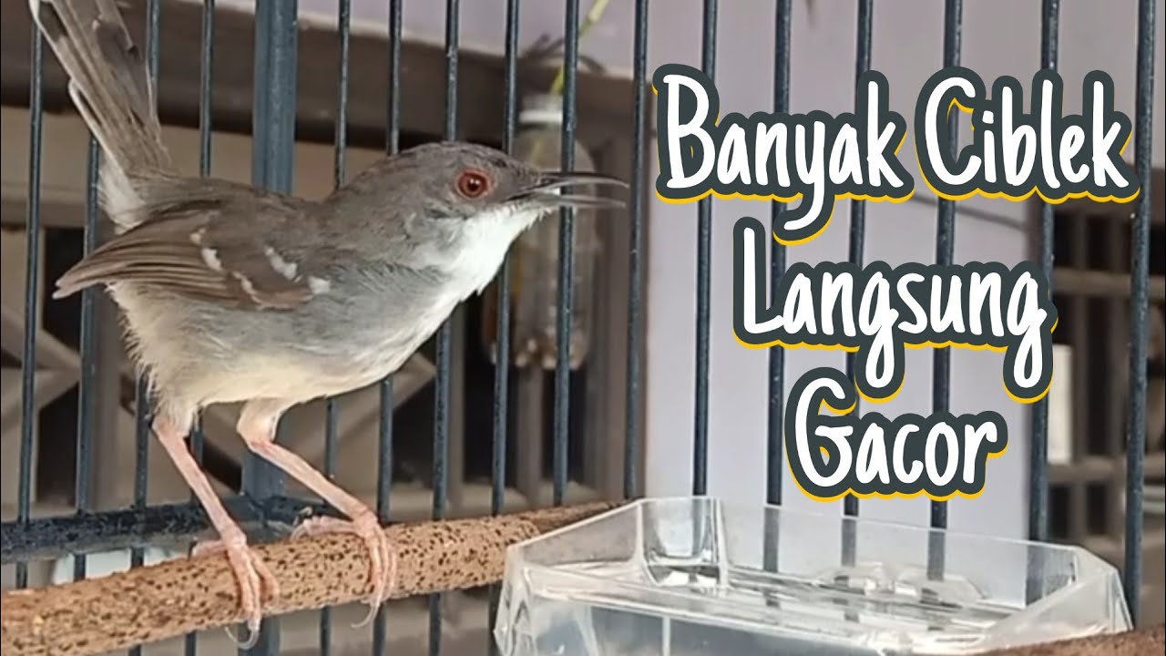 ciblek semi gacor, putar pagi siang dan sore hari agar ciblek cepat ...