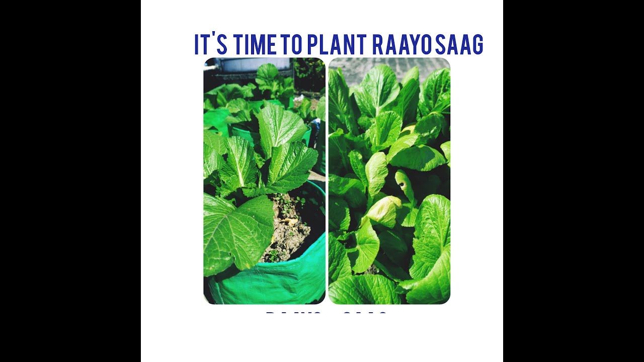 RAAYO SAAG seeding time usually start from OCTOBER - YouTube