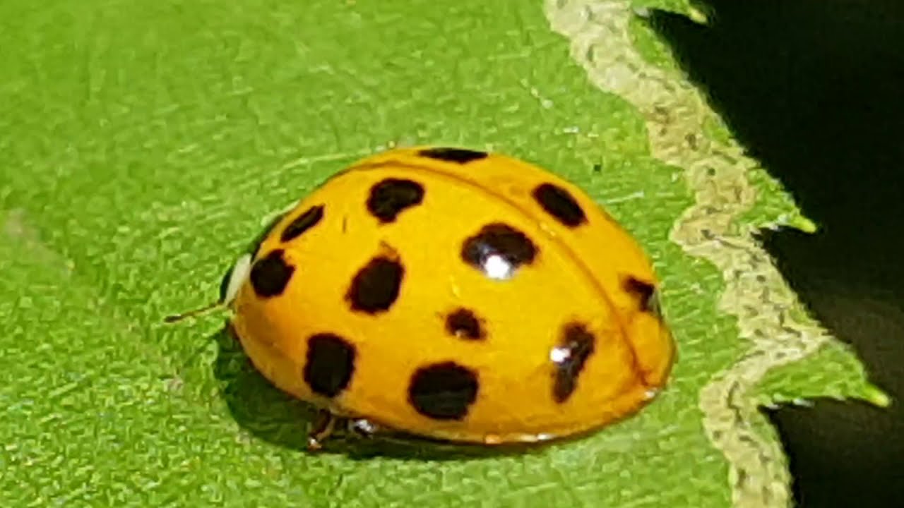 NAJLJEPŠE ŽIVOTINJE NA SVIJETU...MALA ŽUTA BUBAMARA ODMARA NA LISTU U ...