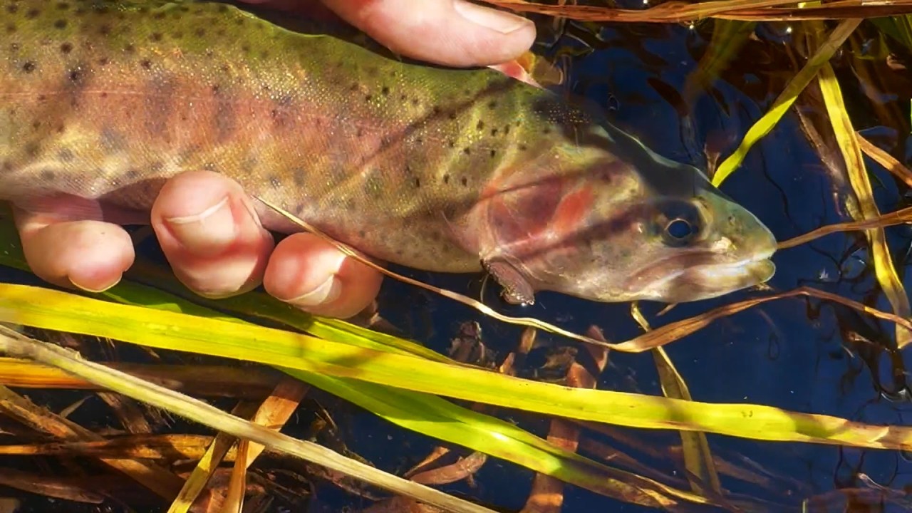 Fishing for Lahontan Cutthroat Trout (Heritage Trout challenge) - YouTube