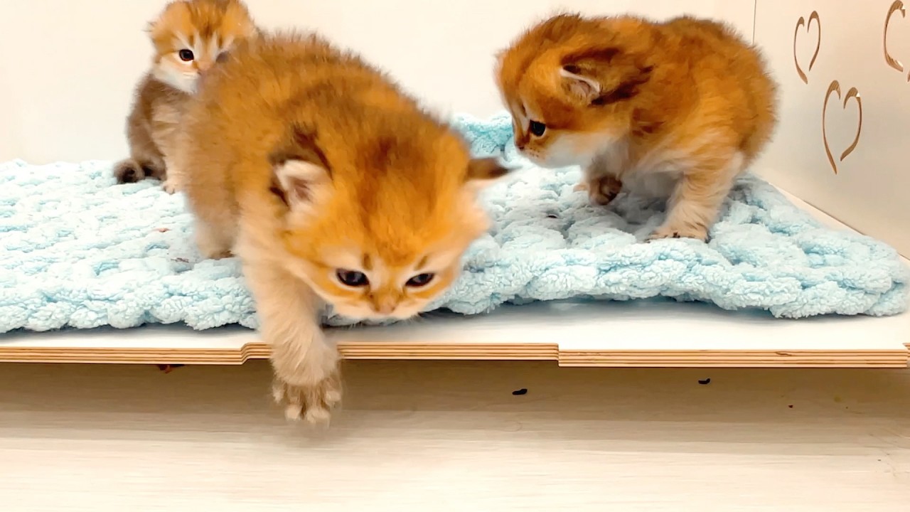 The kittens are outgrowing their nest and taking their first steps ...