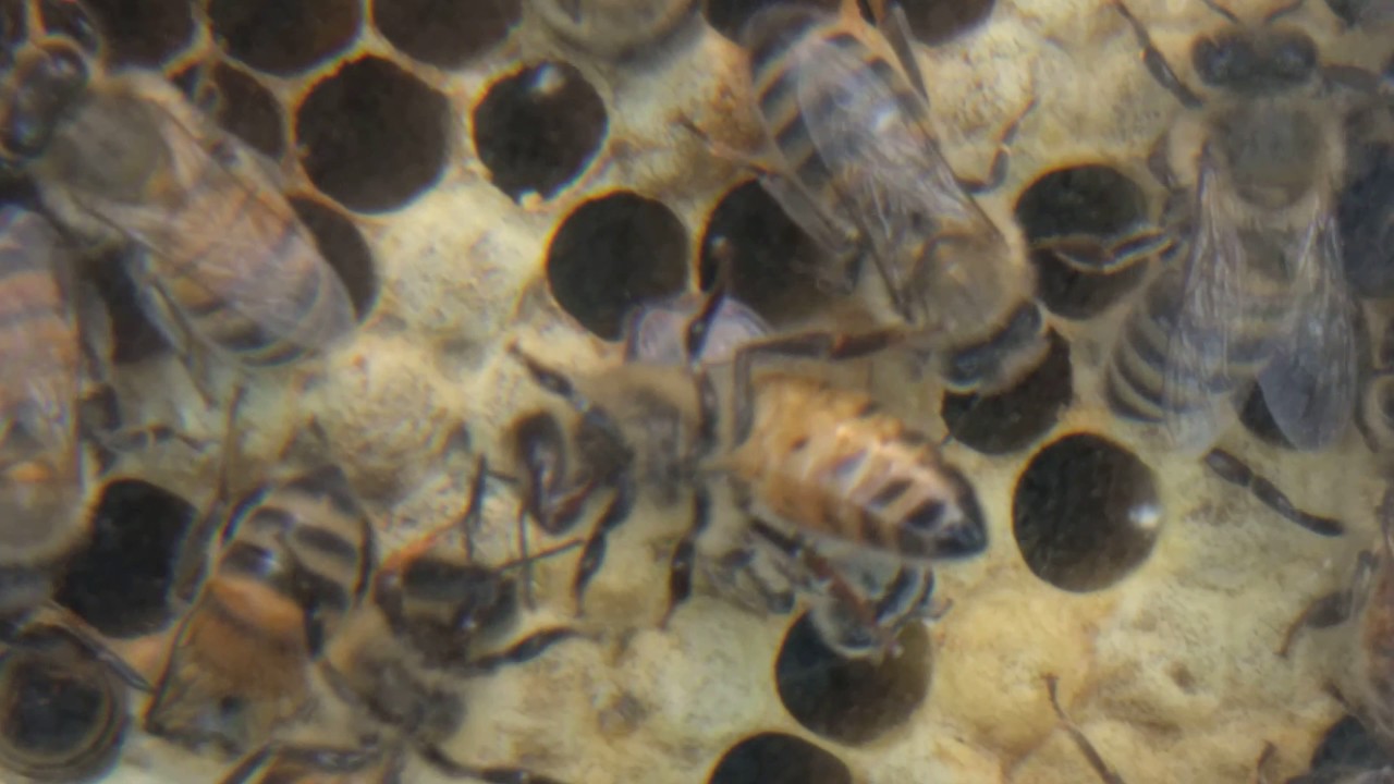 Baby honey bee emerging from cell after 21 days. - YouTube