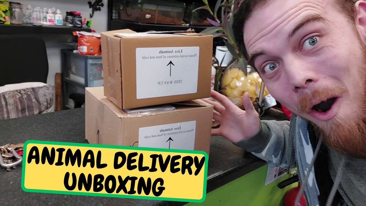 Animal Delivery Unboxing !!!!(Snake Island Exotics) - YouTube