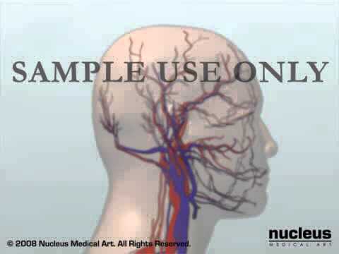 Arteries and Veins of the Head and Neck Medical Animation - YouTube