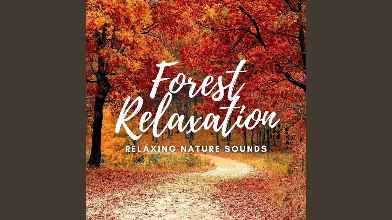 Bamboo tree in forest movements & blowing wind - YouTube Music