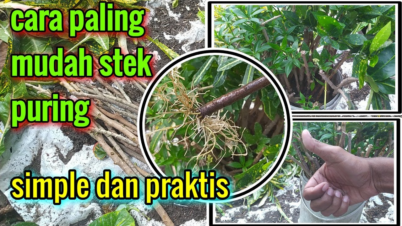 cara perbanyak tanaman hias puring paling mudah - YouTube