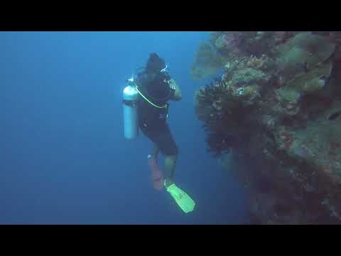 Palau Wall dive at big drop off - YouTube