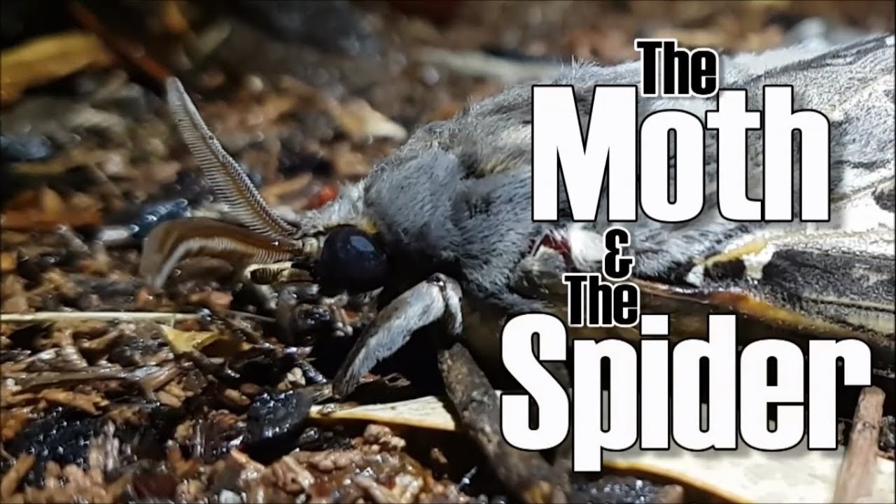 The Moth and The Spider - YouTube