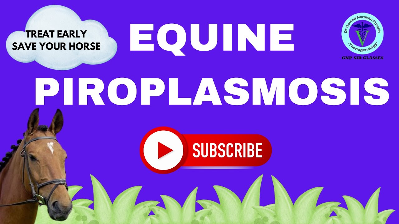 Unlocking Equine Piroplasmosis: Etiology, Diagnosis, and Treatment ...