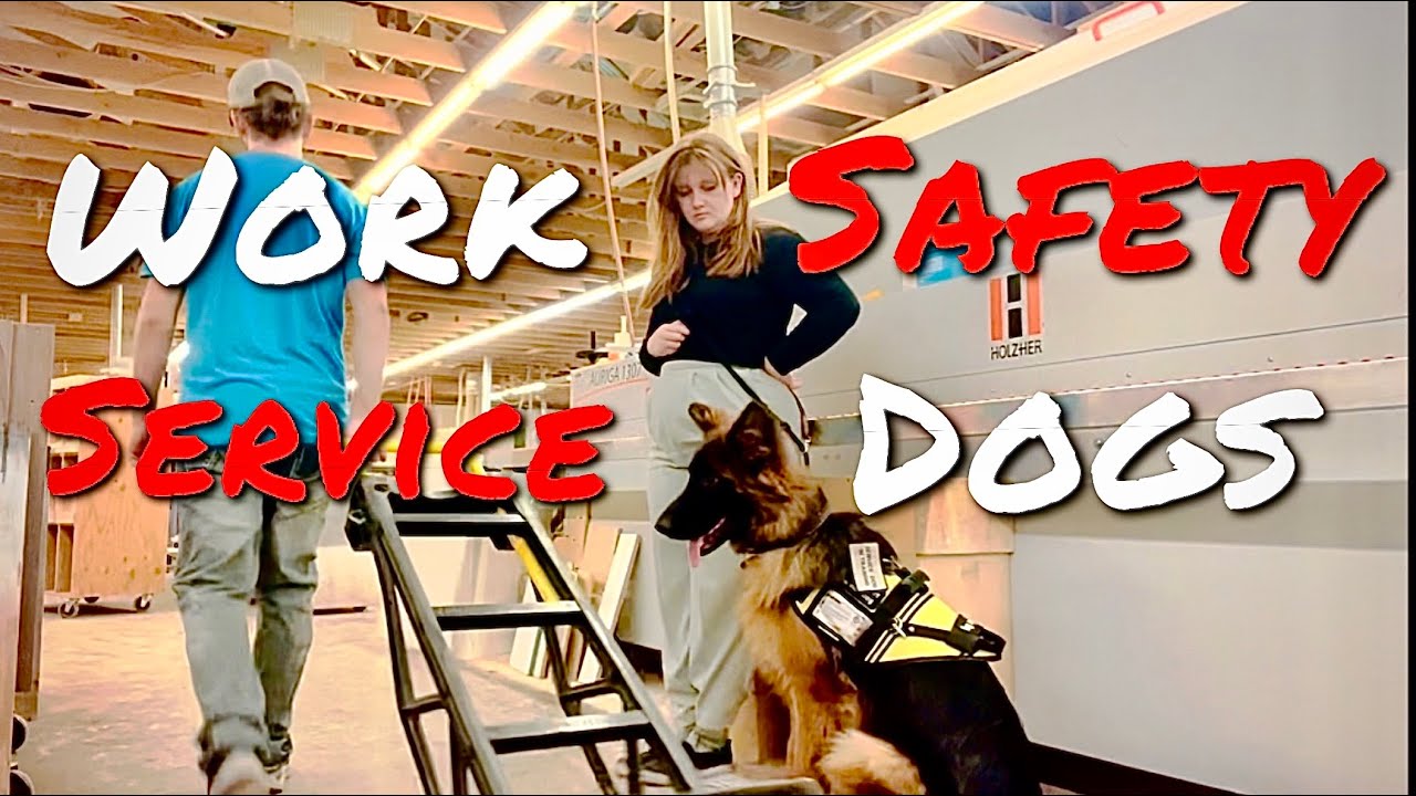WHAT YOU NEED TO KNOW! About your new service dog employees! - YouTube
