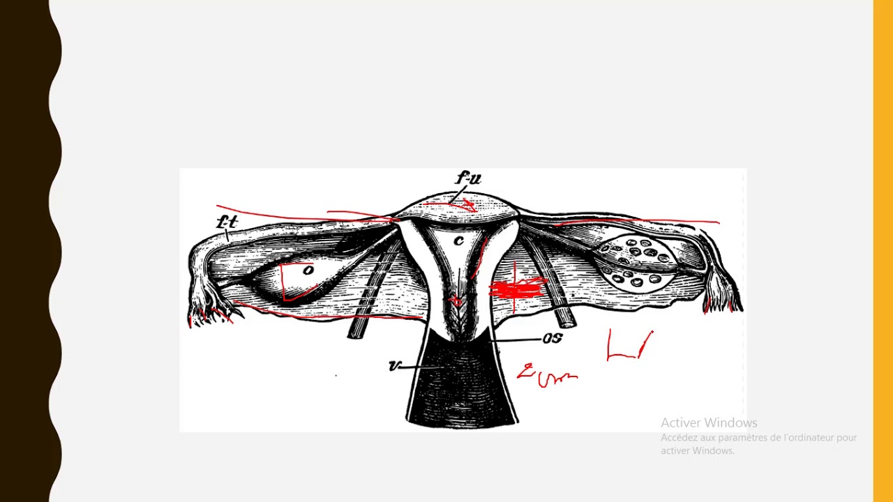 Rappel Sur L Anatomie De Système Génital Féminin Youtube