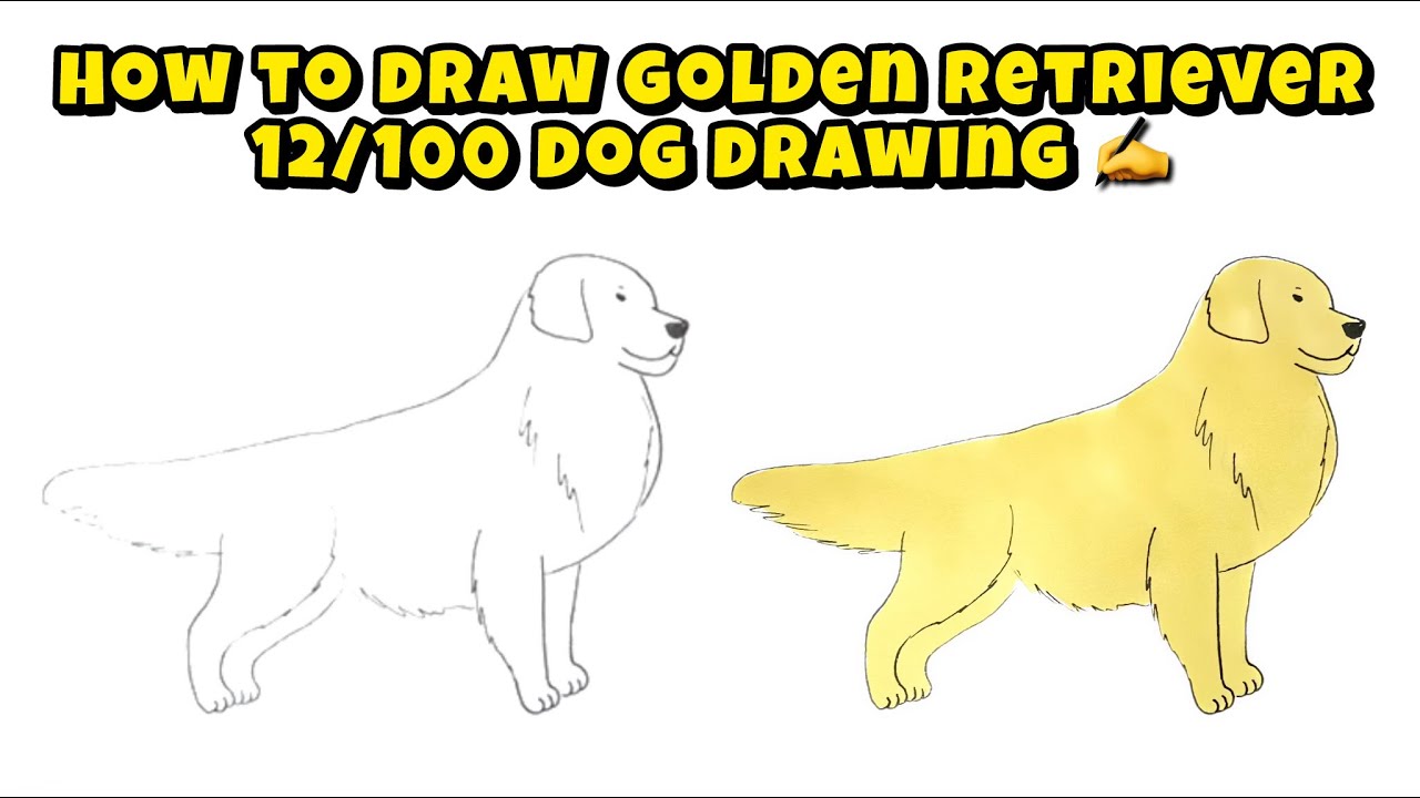 How to Draw Golden Retriever in Minutes – 12/100 Dog Drawing Lesson ...