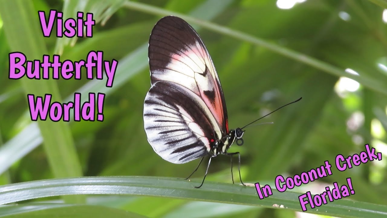 Butterfly World in Coconut Creek, Florida! Beautiful Butterflies, Birds ...
