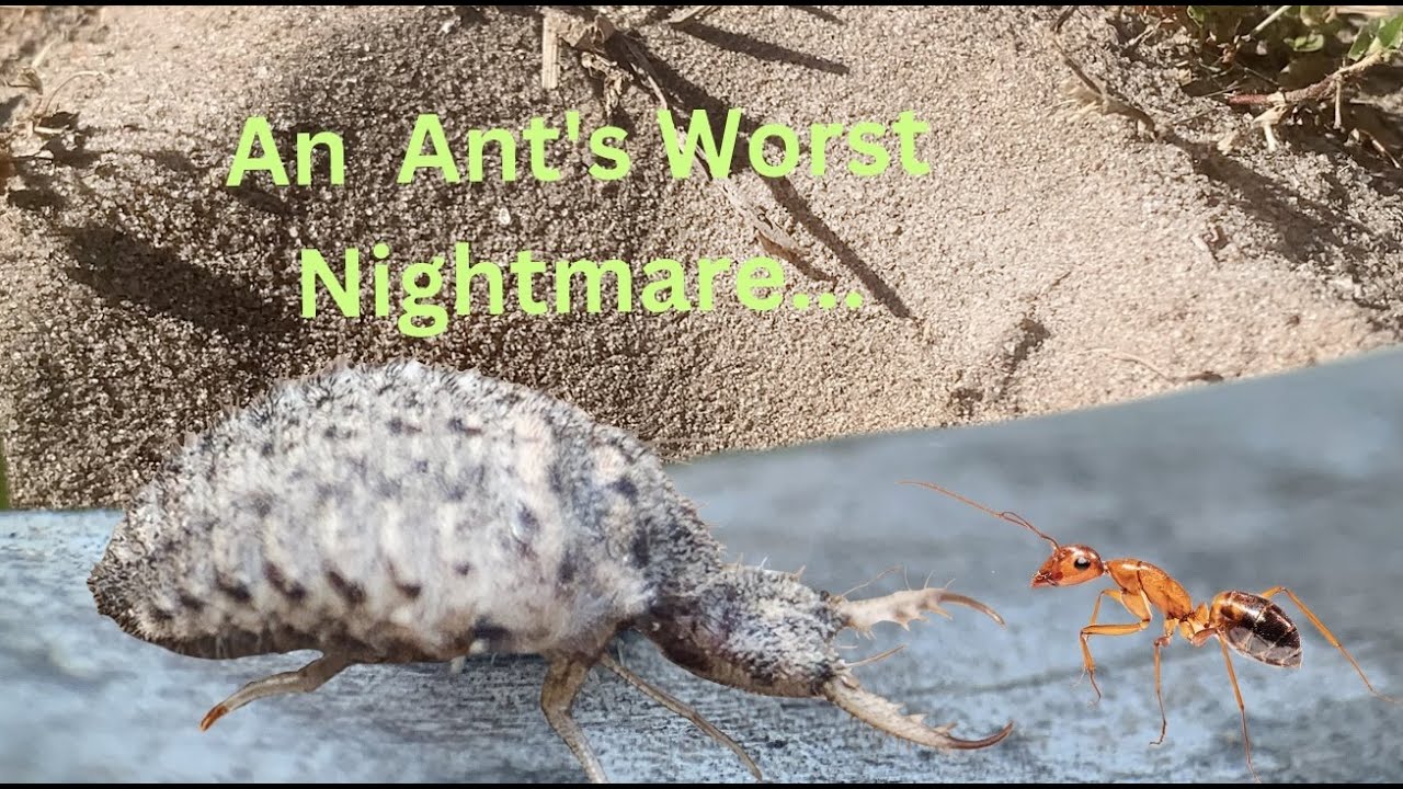 Antlions: This Insect Catches Its Prey In a PIT OF DOOM! - YouTube