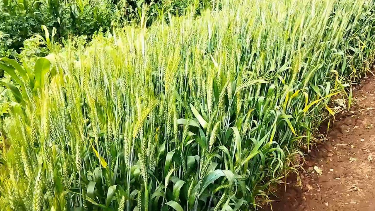 UNSUCCESSFULLY Growing WHEAT at Home. Waited HALF an Year to Harvest ...