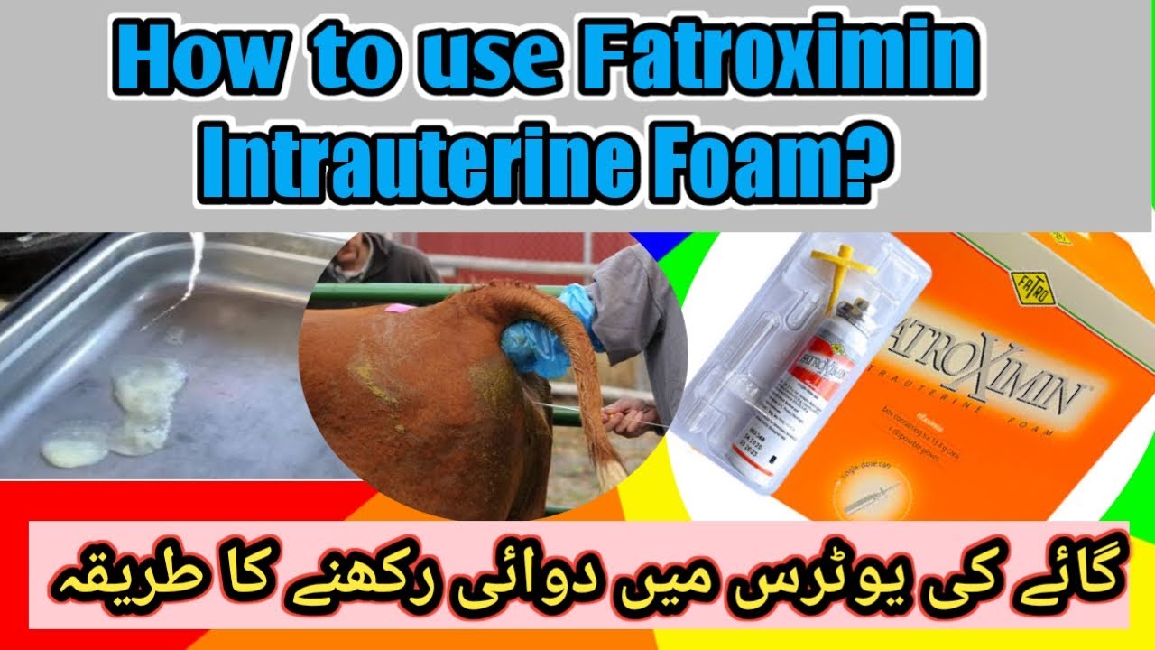 How to use Fatroximin Intrauterine Foam|Intrauterine Flushing گائے کی ...