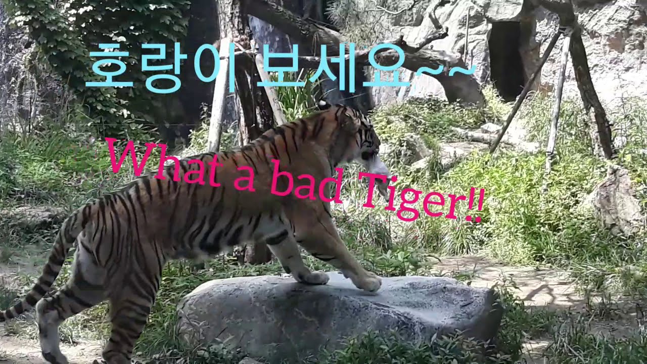 What a bad Tiger..이런 나쁜 호랑이가 있을까요? 우리가 밥 주자~~ - YouTube