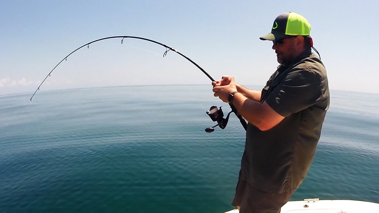 Goliath Grouper Eats A Keeper Cobia! Crystal River, Fl - YouTube