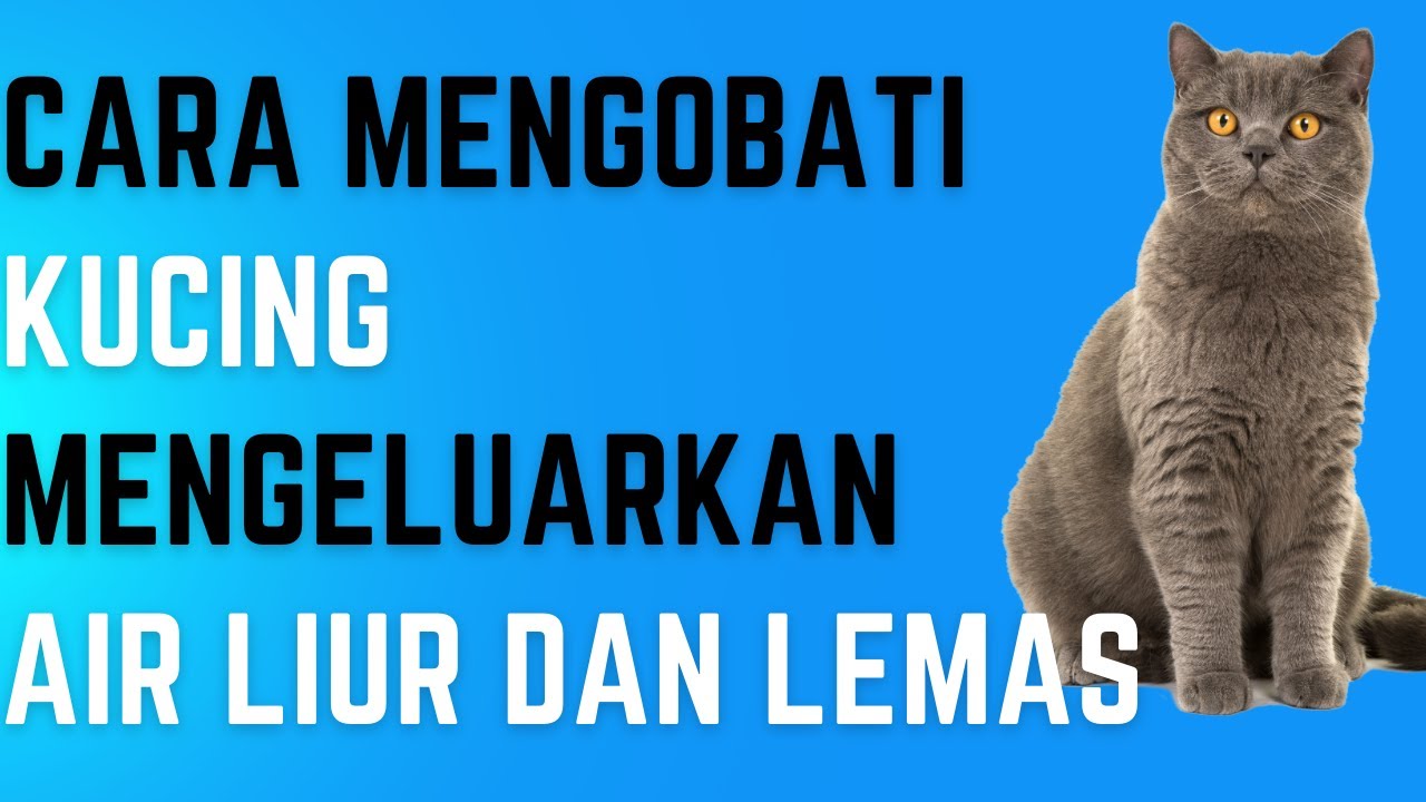Cara Mengobati Kucing yang Mengeluarkan Air Liur dan Lemas - YouTube