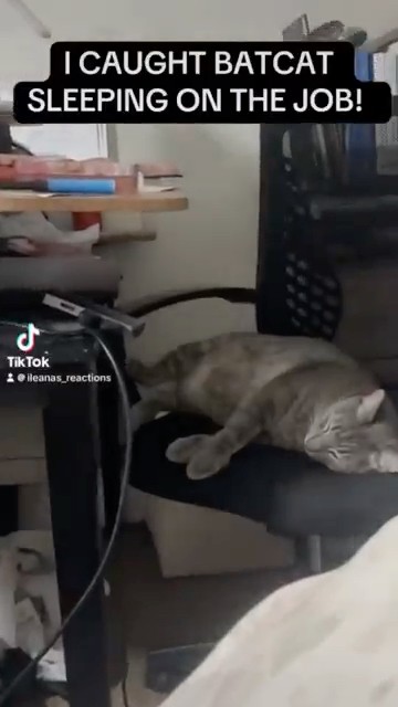 BATCAT SLEEPING ON THE JOB AGAIN! #blu #batcat #cat #catsoftiktok # ...
