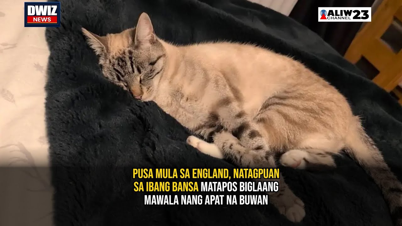 PUSA MULA SA ENGLAND, NATAGPUAN SA IBANG BANSA MATAPOS BIGLAANG MAWALA ...