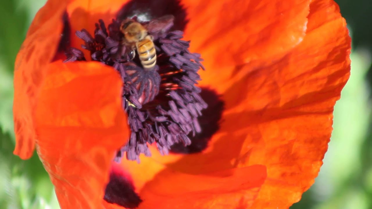 Bee Pollination of Poppy Flowers - YouTube