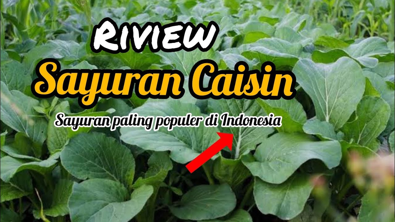 Riview Sayuran Caisin Sayuran Paling Populer di Indonesia - YouTube