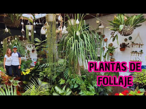 El JARDÍN de Jardín: tremenda colección de PLANTAS de FOLLAJE | Aventura Paisajística