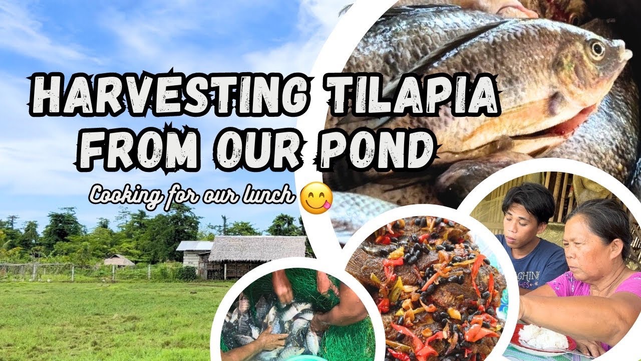 Harvesting Tilapia Fish from our Pond | Cooked Fried Tilapia with Tausi ...