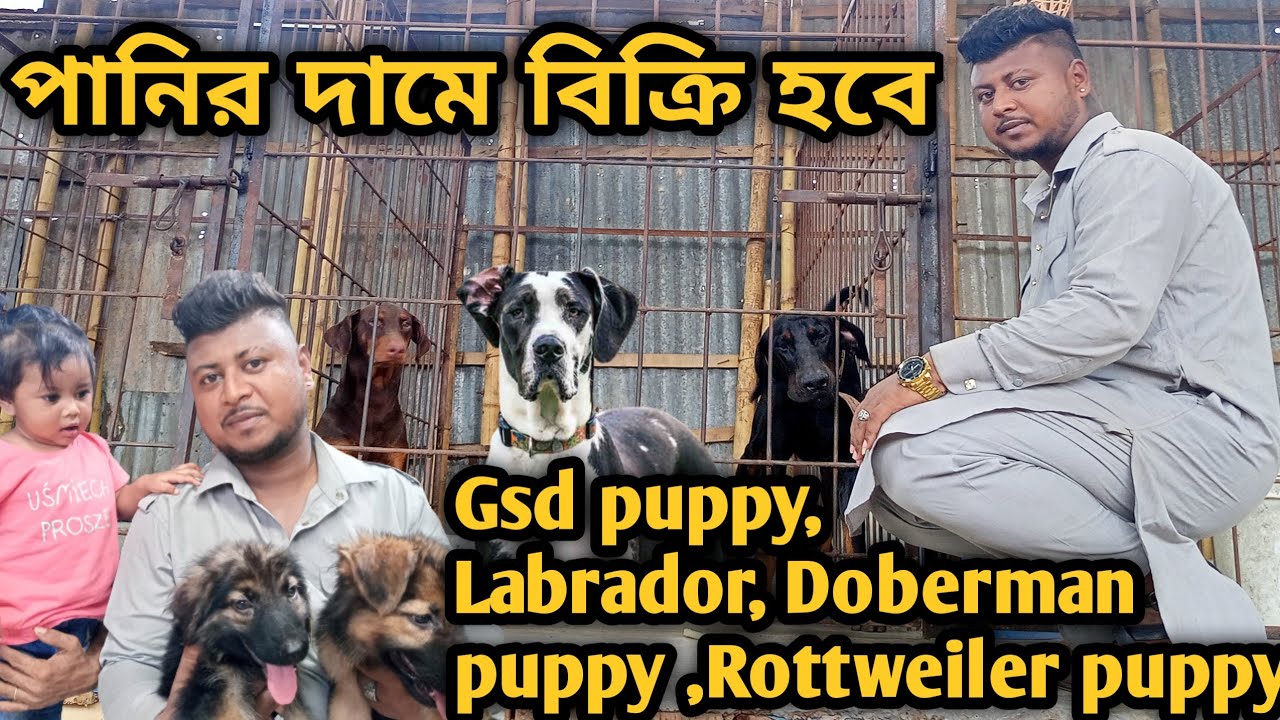 German shepherd| Doberman puppy| Labrador retriever puppy| Rottweiler ...