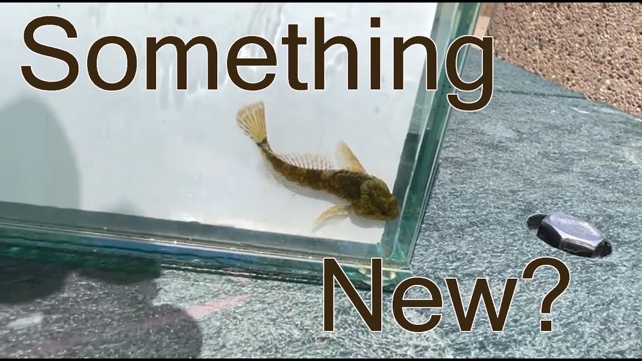 Microfishing: Missouri - Show Me Fish, Day 3, Pt 1 - YouTube