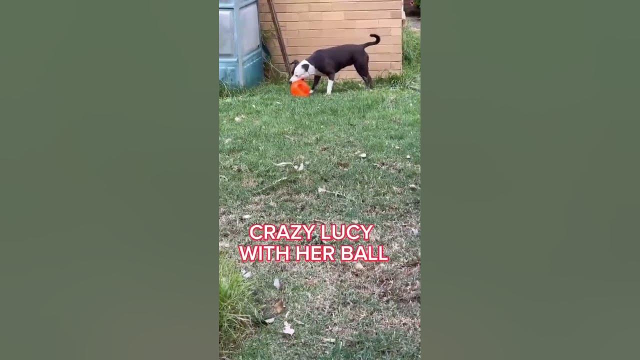 CRAZY DOG PLAYING HER BALL - YouTube