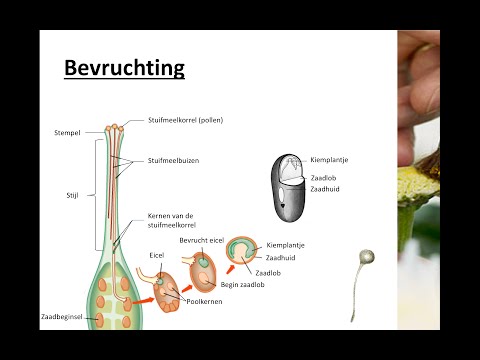 Bevruchting | Videoplatform | Scholieren.com