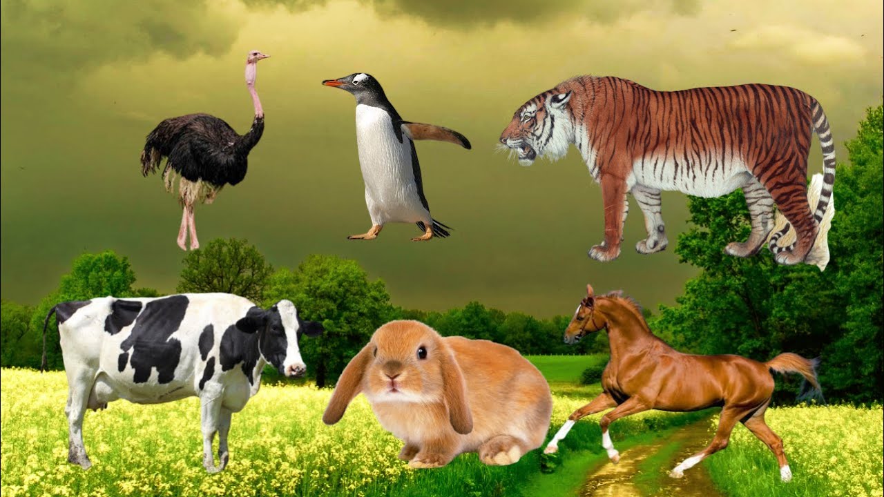 Learn about farm animal: dog, cat,chicken, horse, duck, rabbit- part 48 ...