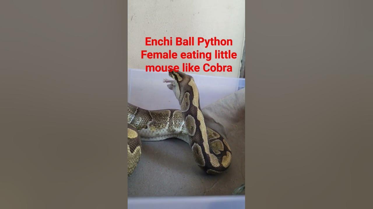 ENCHI BALL PYTHON EATING LITTLE MOUSE LIKE COBRA SNAKE - YouTube