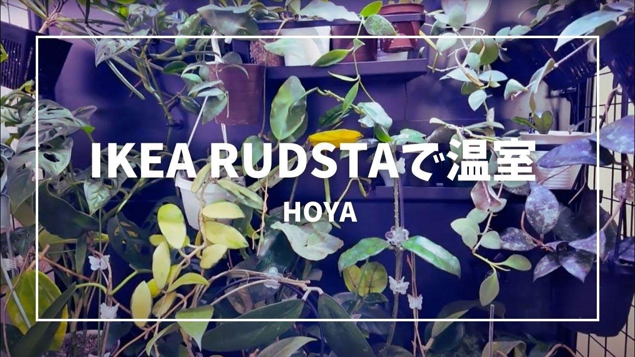 IKEA RUDSTAルードスタ ガラスキャビネットで温室 HOYA - YouTube