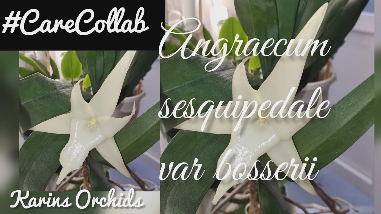 Angraecum sesquipedale var bosserii orchid care collab - YouTube