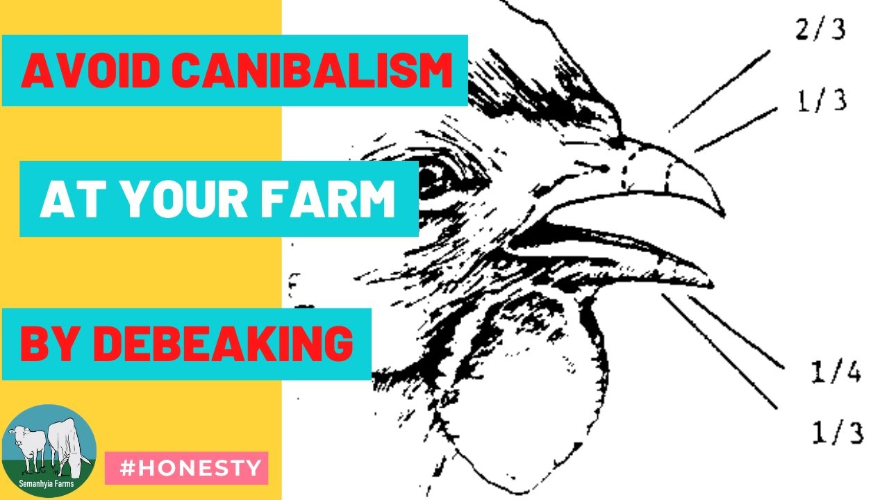 How to Debeak Your Birds to Save More Eggs - YouTube