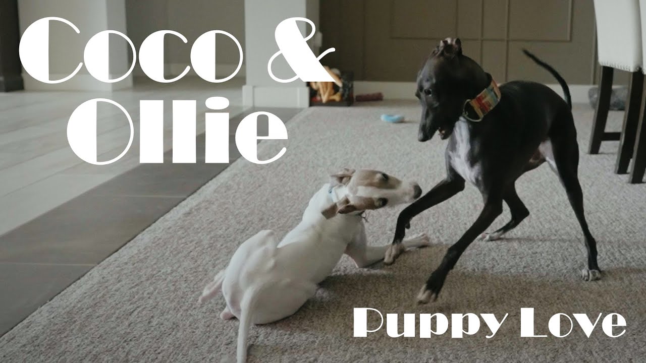 Puppy Love - YouTube