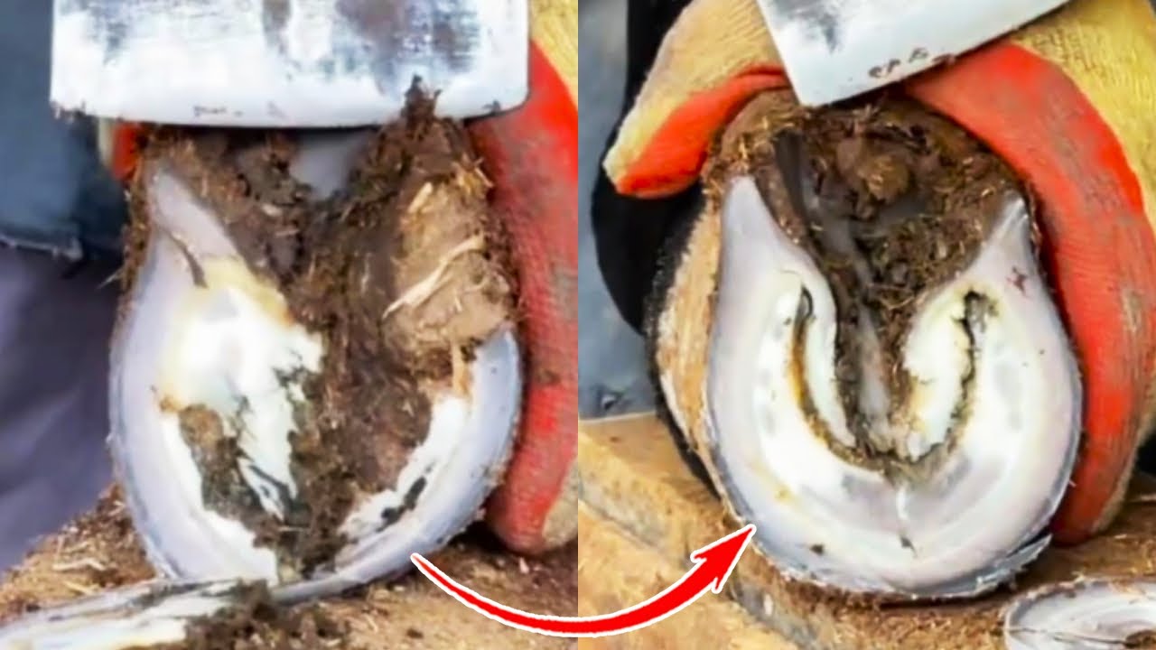 Donkey Hooves Are Very Hard, Use A Sharp Knife To Cut Off The Bad ...