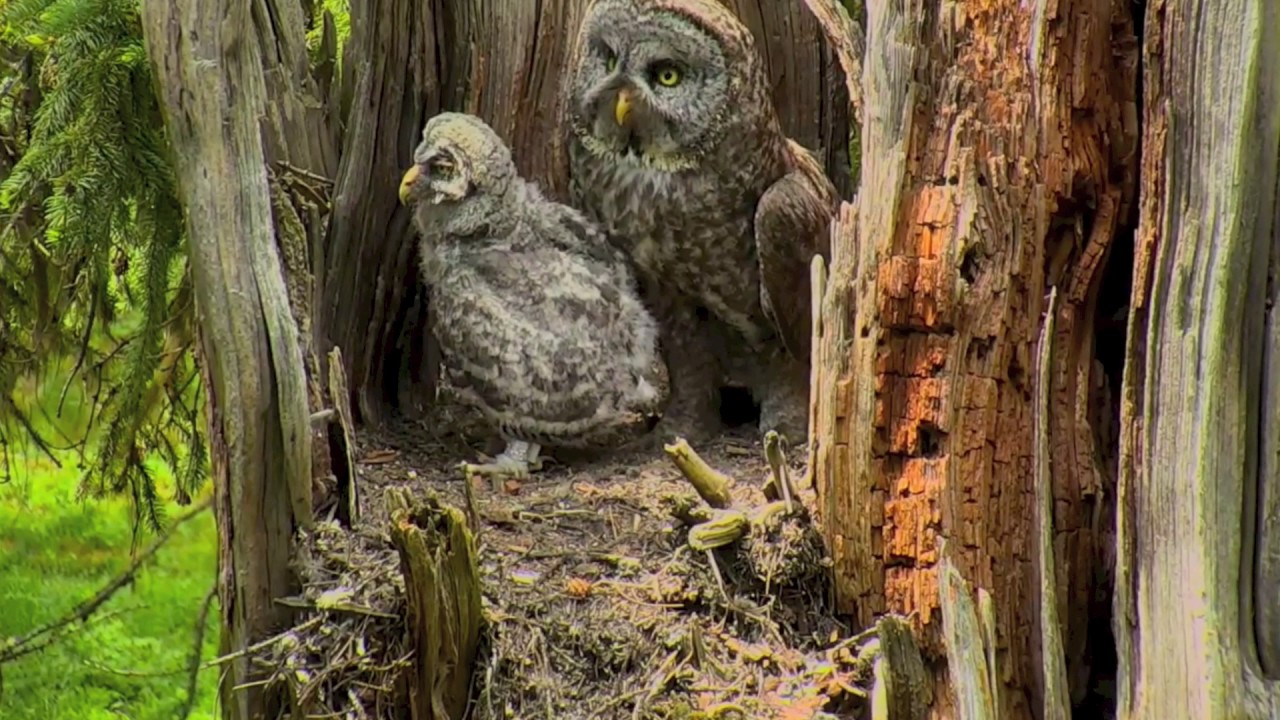 OWLS ♡ MOST BEAUTIFUL, LOVING MOMENT BETWEEN MOM OWL & HER OWLETT - YouTube