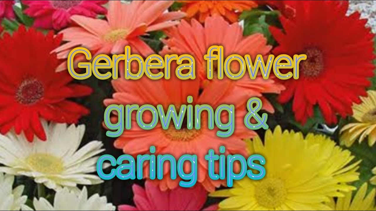Gerbera flower || How to grow & care winter flowering plant Gerbera ...