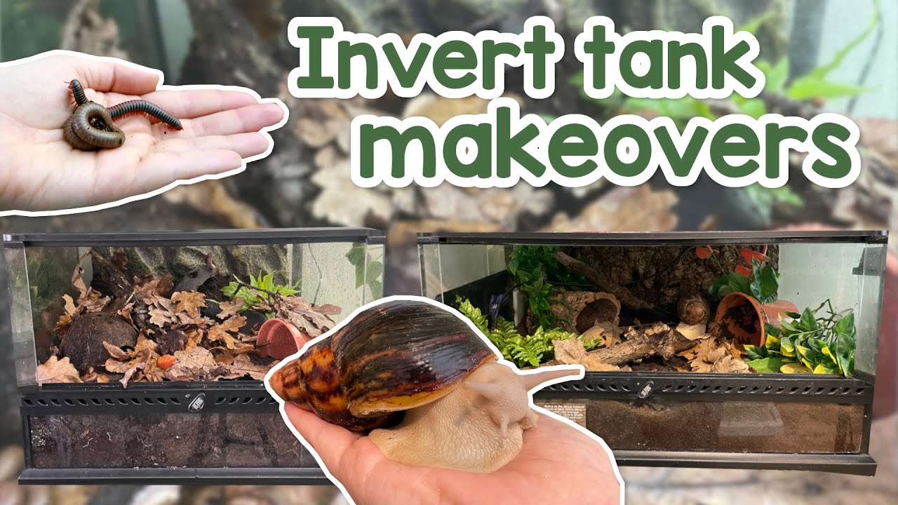 My Invertebrate tanks get a makeover! | Millipedes & Giant african land ...