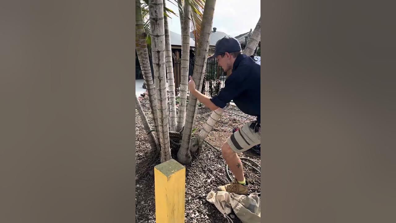 Cranky carpet python strikes snake catcher multiple times! - YouTube