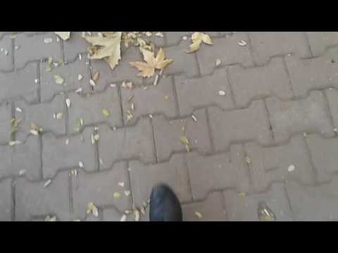 Payızın gözəlliyi