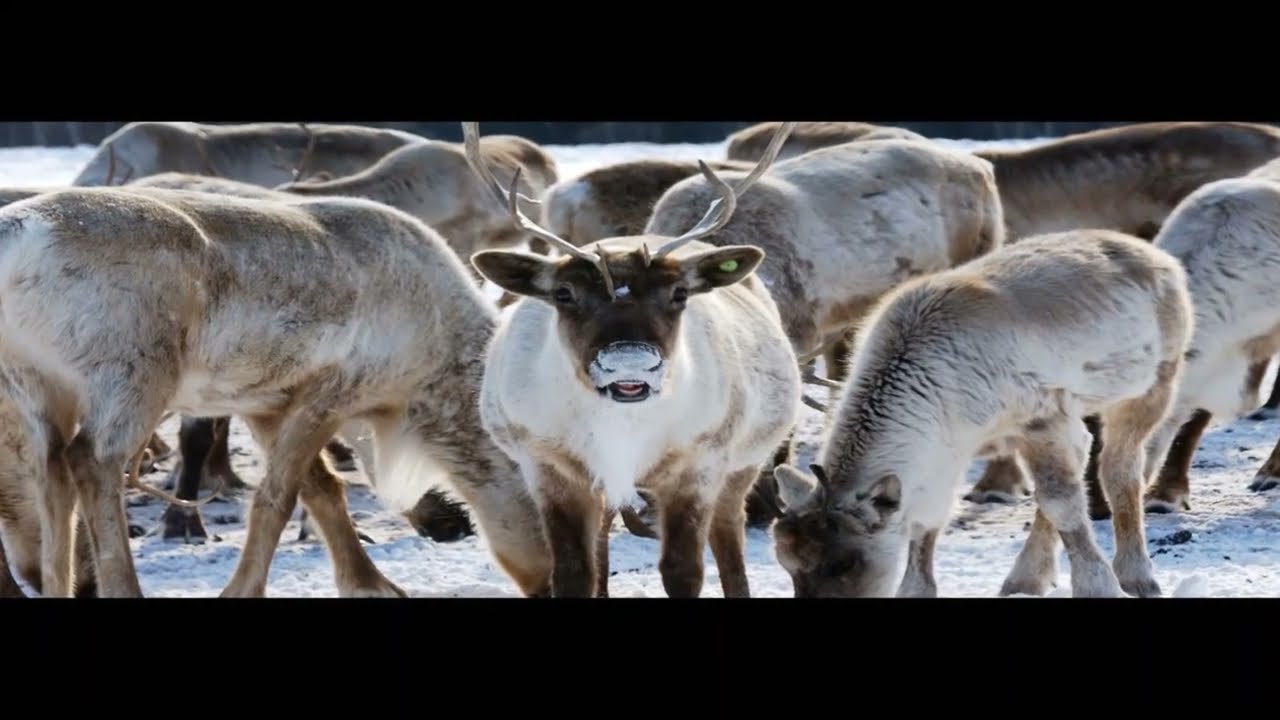Signing Ceremony, Cree-Innu Mutual Understanding - YouTube