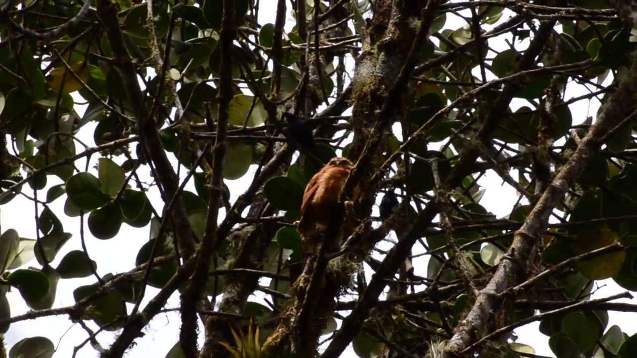 Andean Pygmy Owl (Glaucidium jardinii) - YouTube